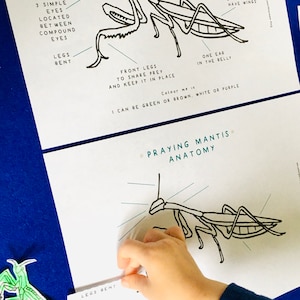 Praying Mantis Anatomy | Home Education | Learning Resource - Etsy