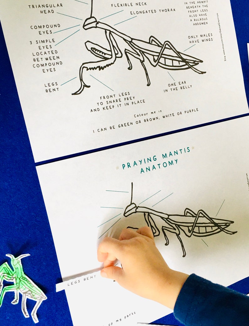 Praying Mantis Anatomy | Home Education | Learning Resource - Etsy