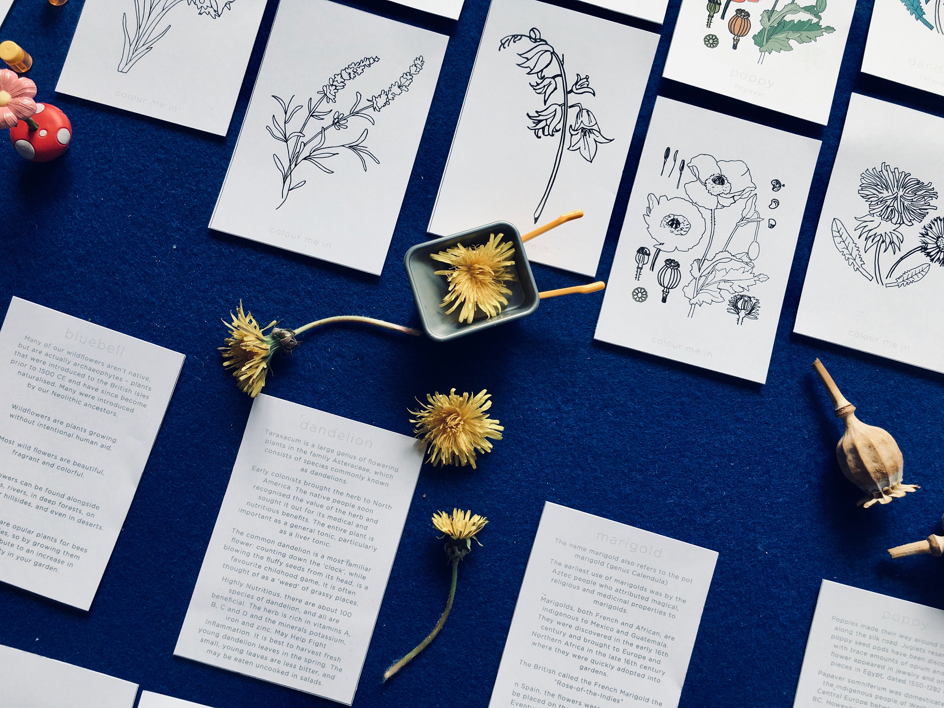 Wildflowers Cards Learning Resource - Etsy