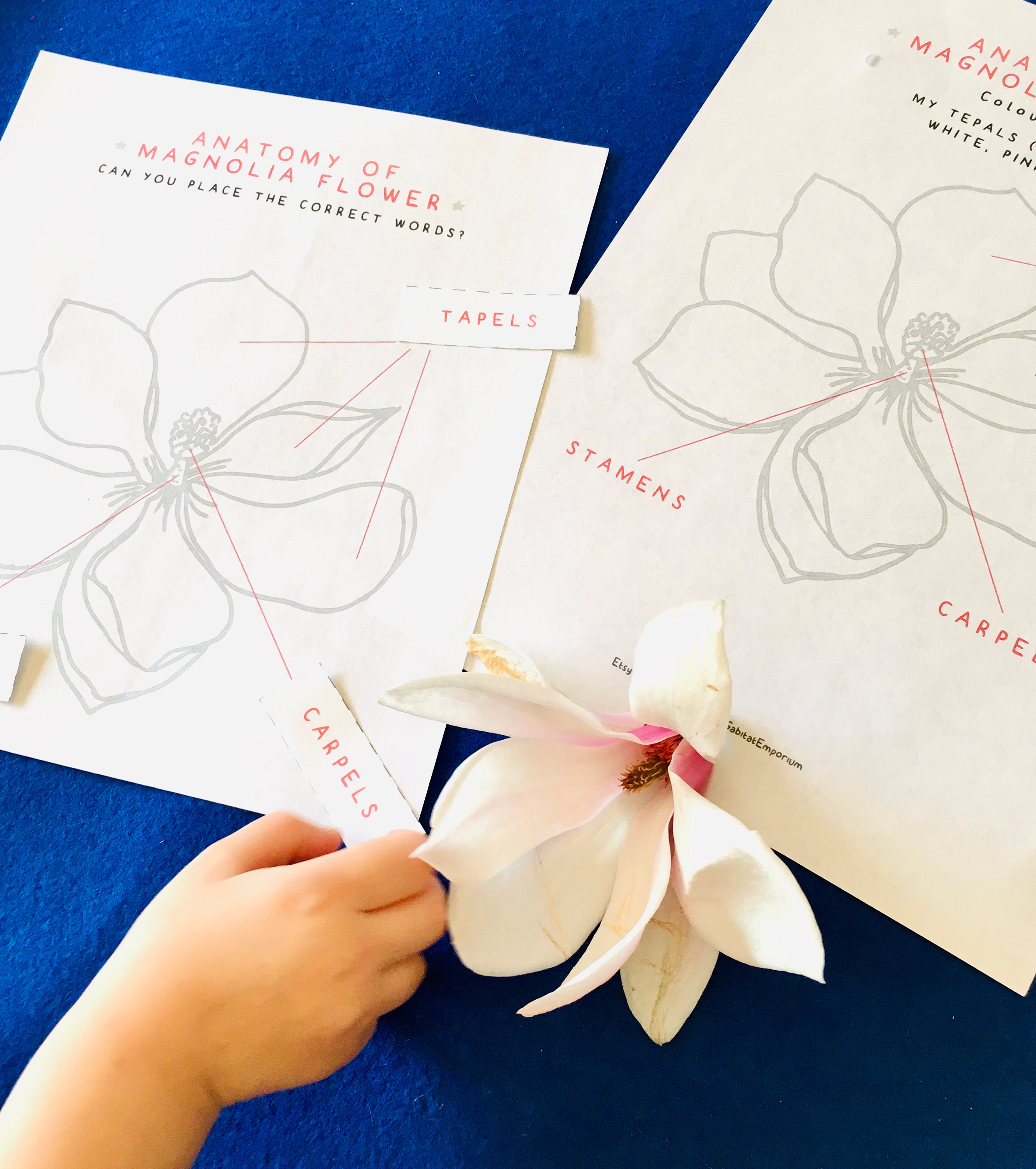 Magnolia Flower Anatomy | Home School Printable | Flower Learning ...