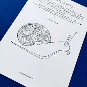 Snails | Fibonacci Home Education Learning Resource - Etsy