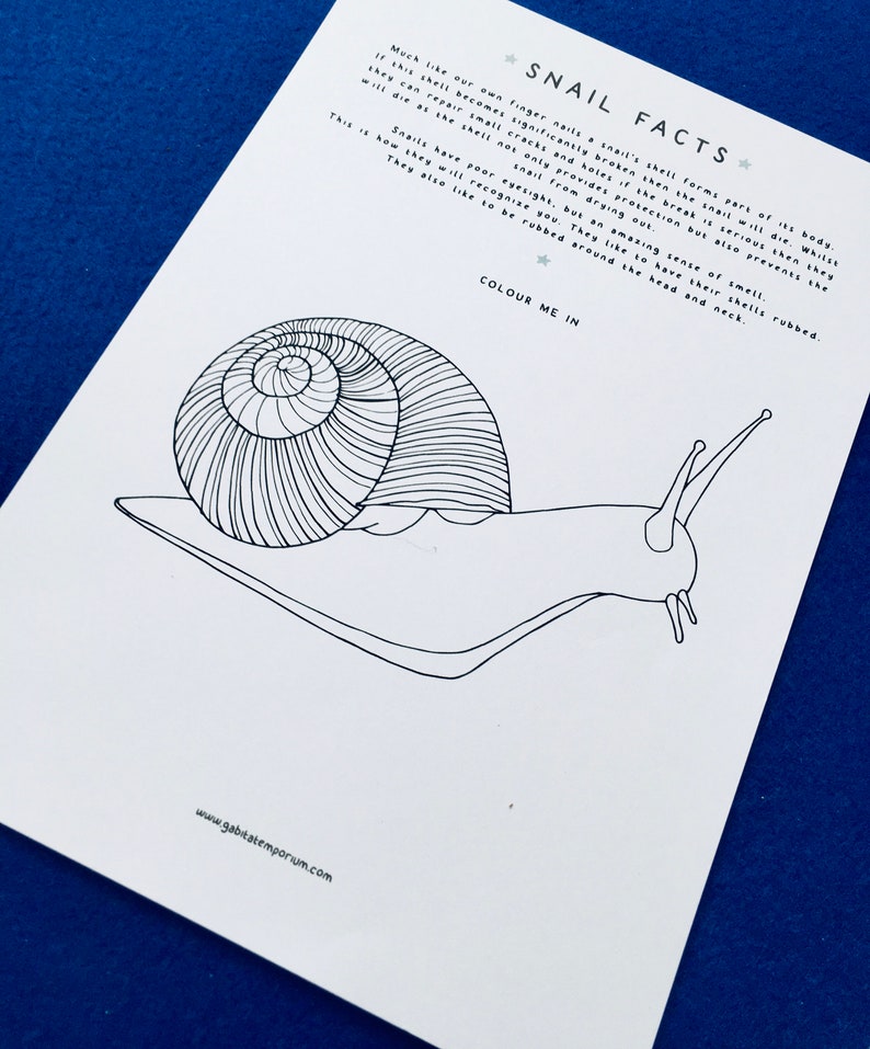 Snails | Fibonacci Home Education Learning Resource - Etsy