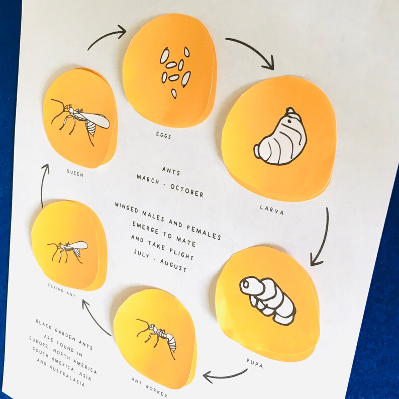 Black Garden Ant Anatomy Life Cycle - Etsy