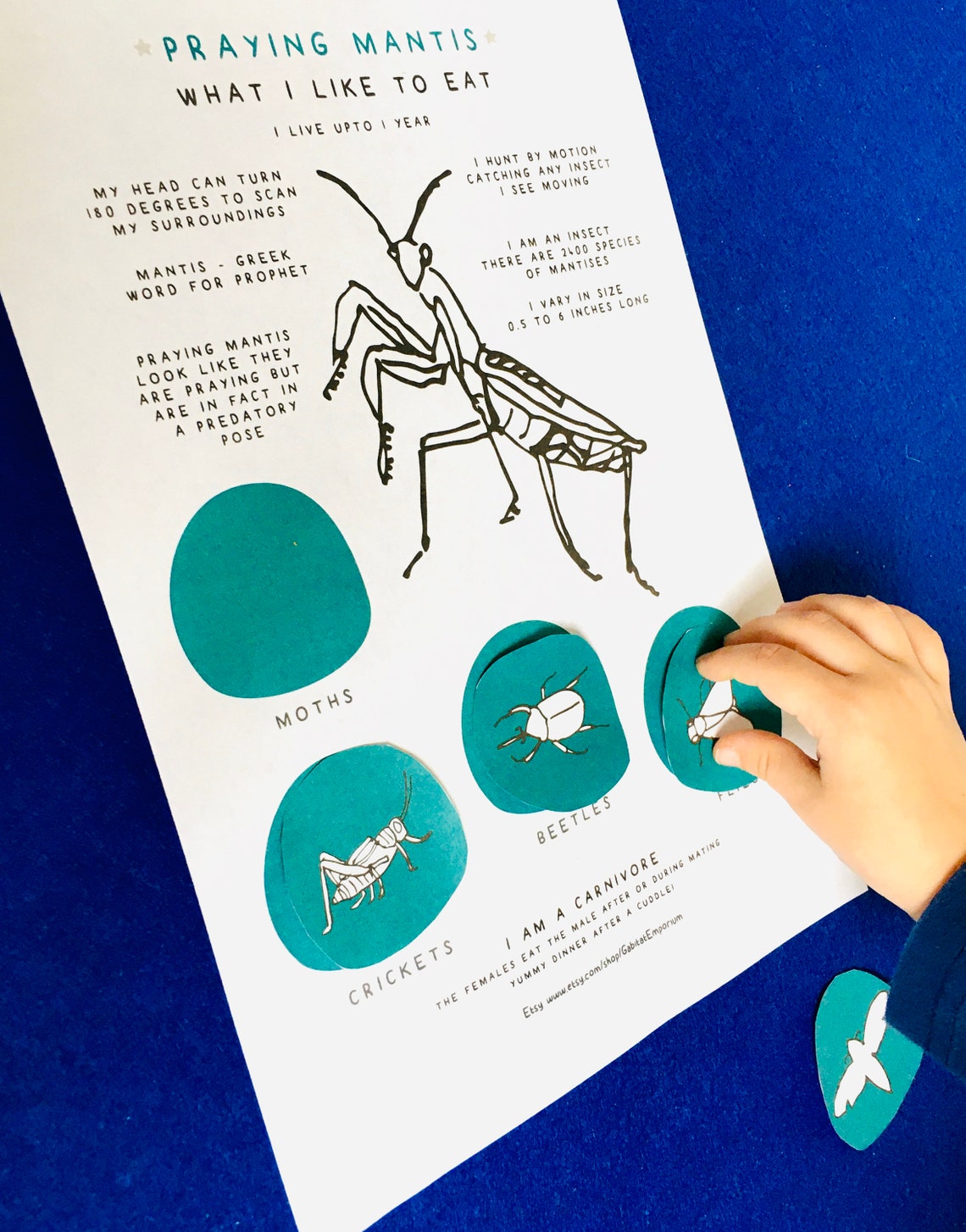 Praying Mantis Anatomy Home Education Learning Resource - Etsy