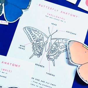 Butterflies Anatomy Printable | Homeschooling Activities | Insect Study ...