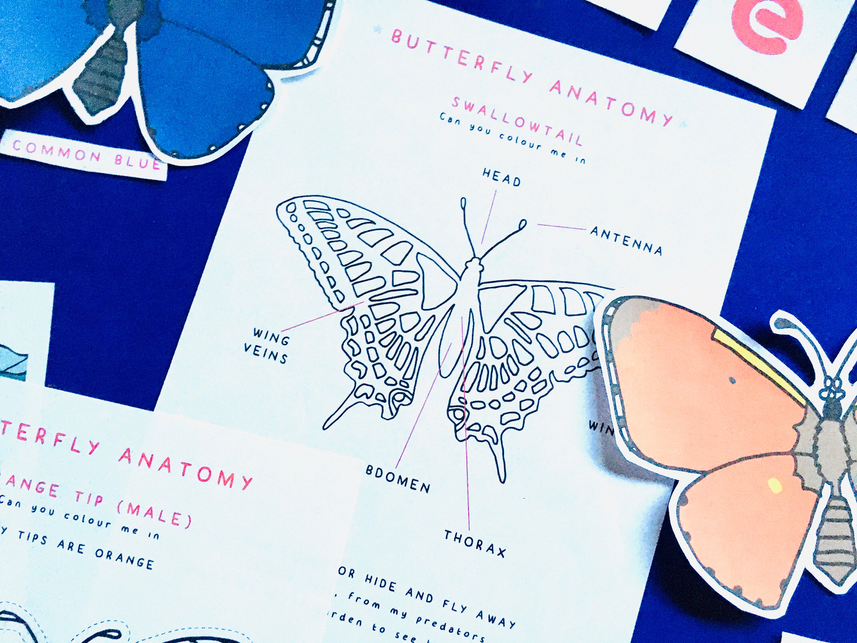 Butterflies Anatomy Printable Homeschooling Activities Insect Study ...