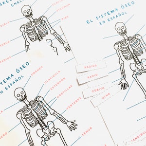 Spanish and English Skeletal Anatomy Home Education Learning Resource ...