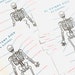 Spanish and English Skeletal Anatomy Home Education Learning Resource ...