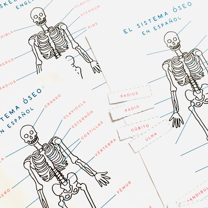 Spanish and English Skeletal Anatomy Home Education Learning Resource ...
