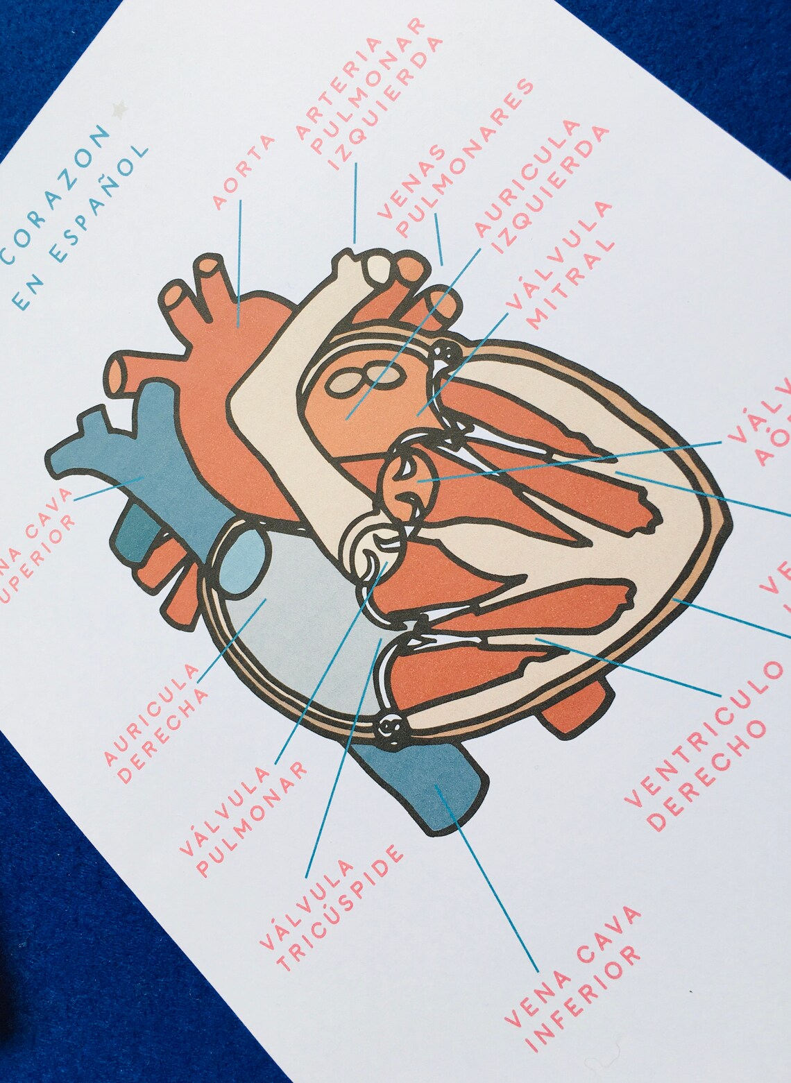 Heart Anatomy | Spanish and English Home Education Printable ...