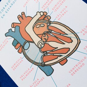 Heart Anatomy | Spanish and English Home Education Printable ...