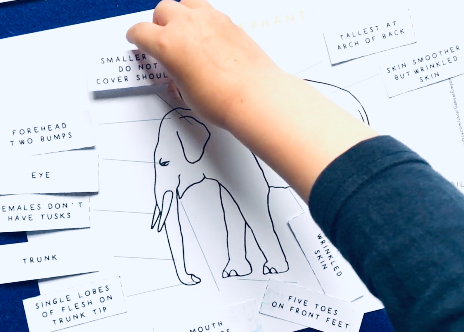 Elephant Printable Home Education Learning Resource - Etsy