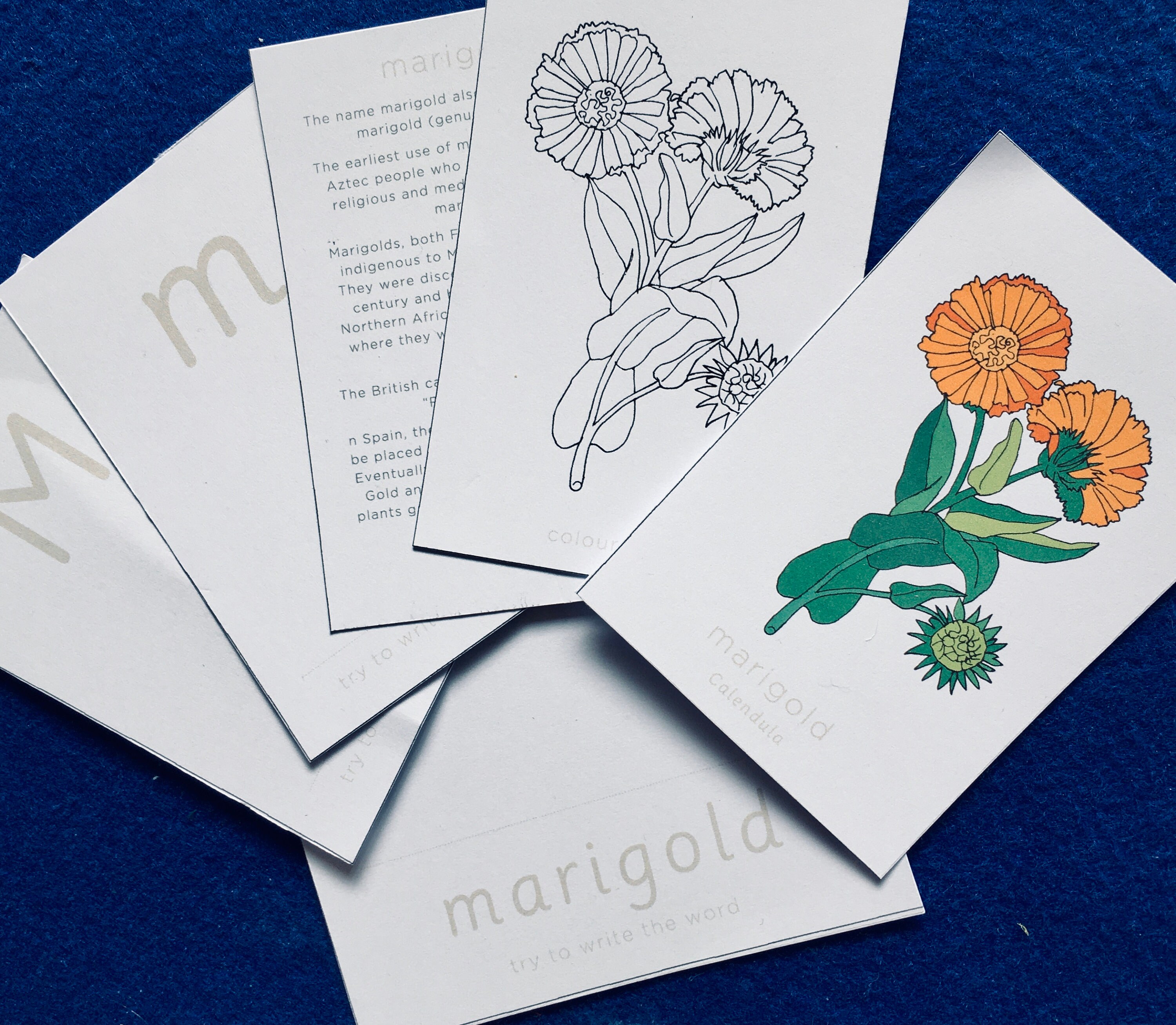 Wildflowers Cards Learning Resource - Etsy