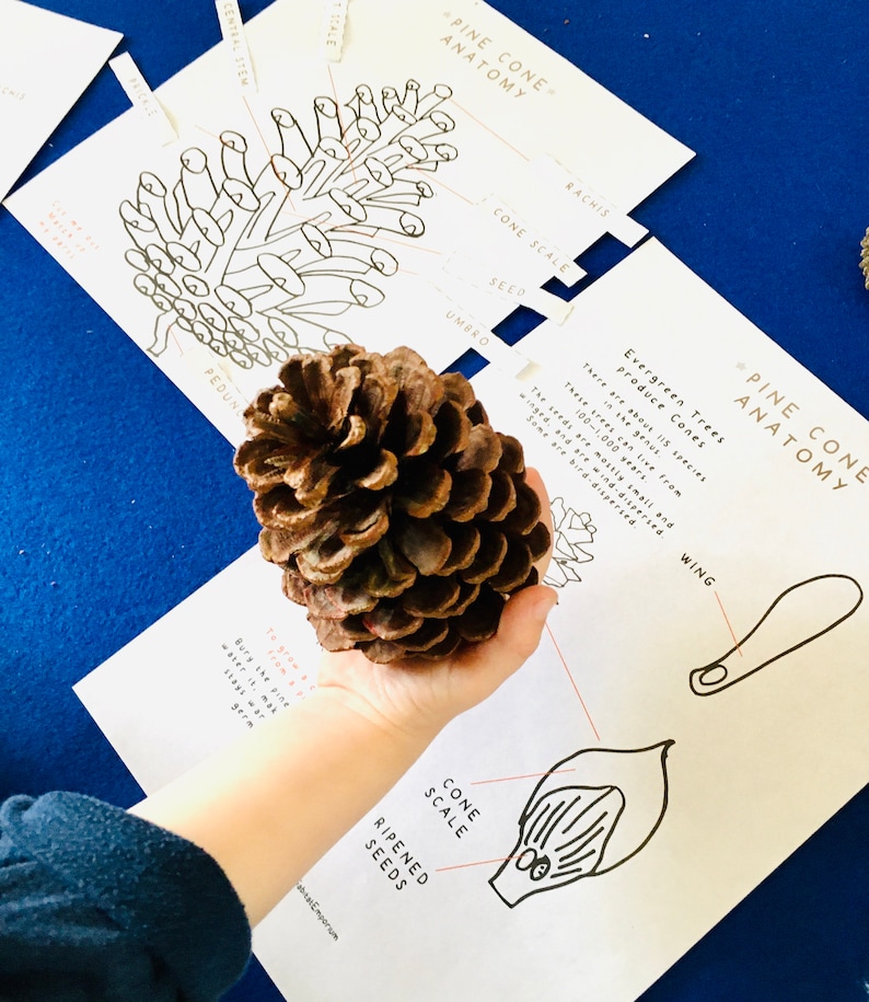 Pine Cone Anatomy | Evergreen Printable | Home Education | Homeschool ...