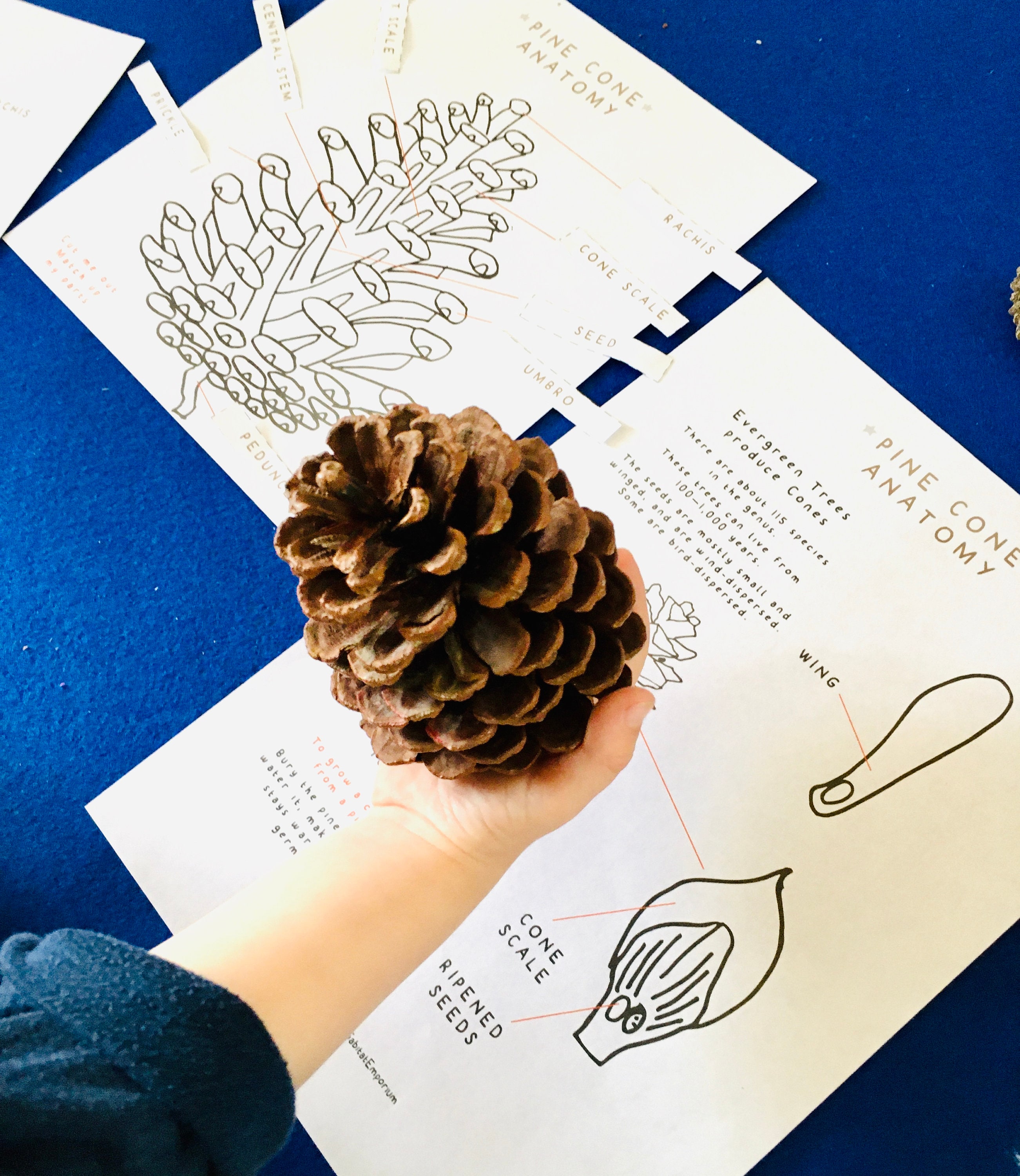 Pine Cone Anatomy Evergreen Printable Home Education Homeschool ...