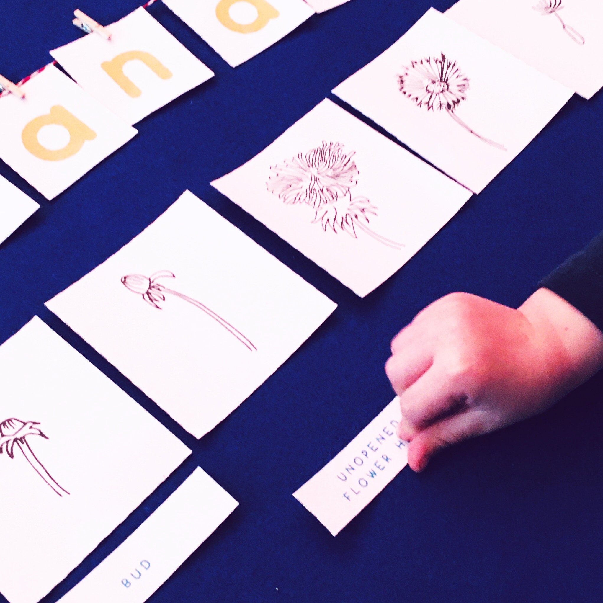 Dandelions | Dandelion Home School Printable | Education | Learning ...