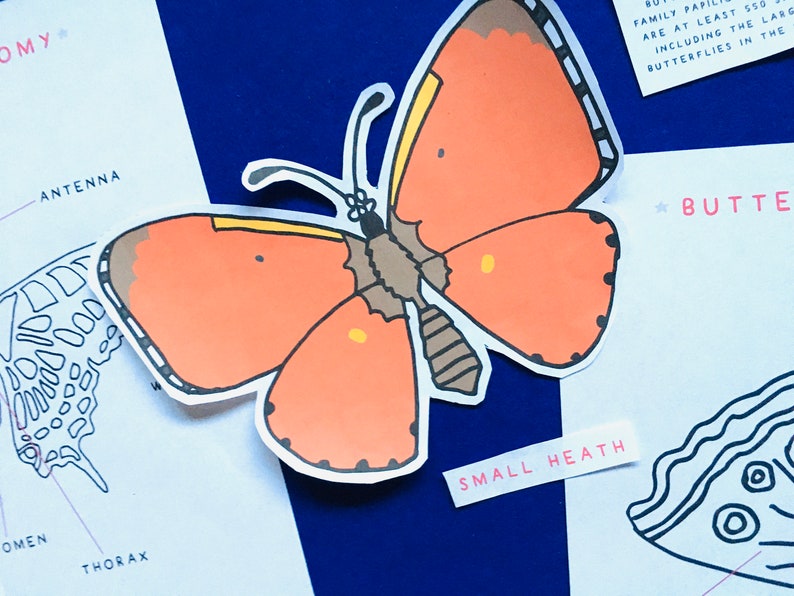 Butterflies Anatomy Printable | Homeschooling Activities | Insect Study ...