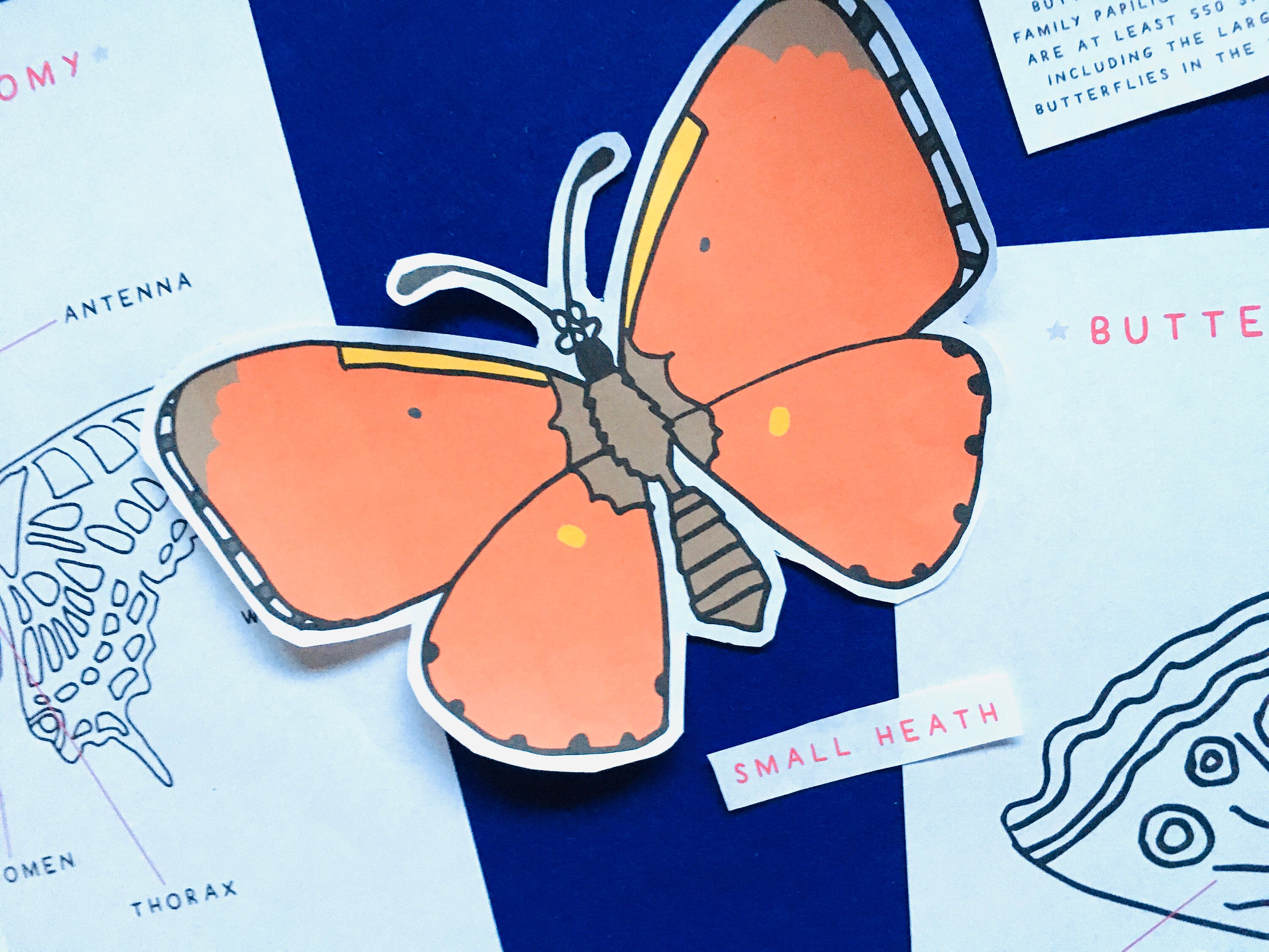 Butterflies Anatomy Printable Homeschooling Activities Insect Study ...