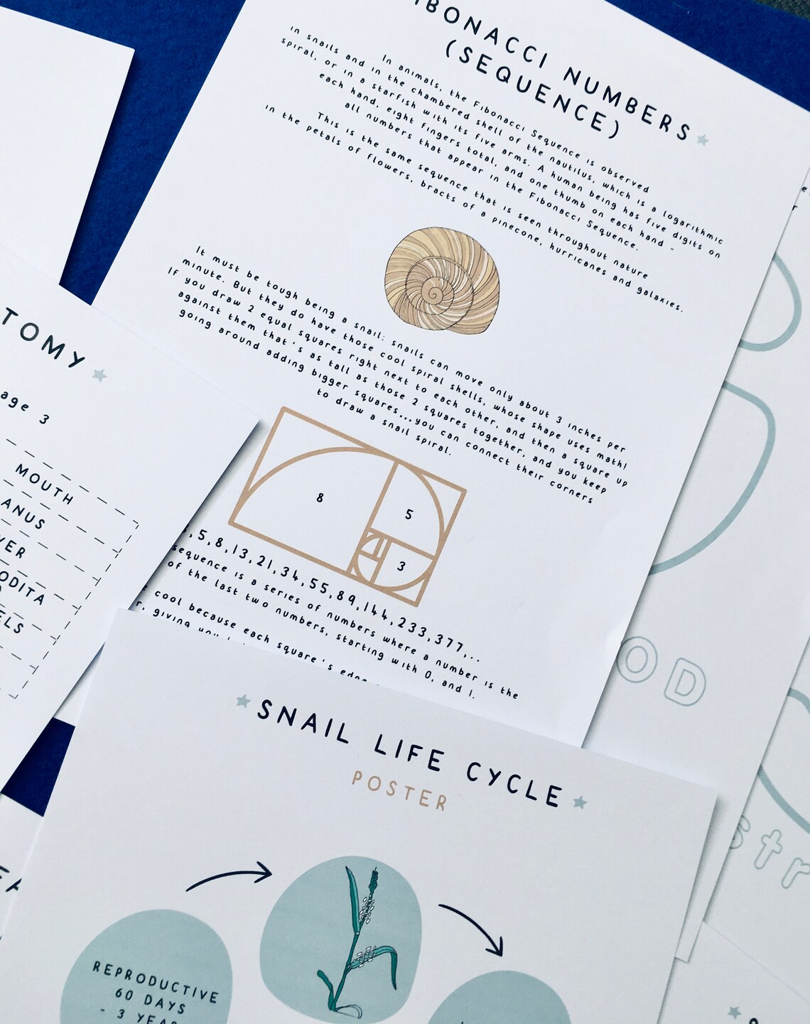 Snails Fibonacci Home Education Learning Resource - Etsy