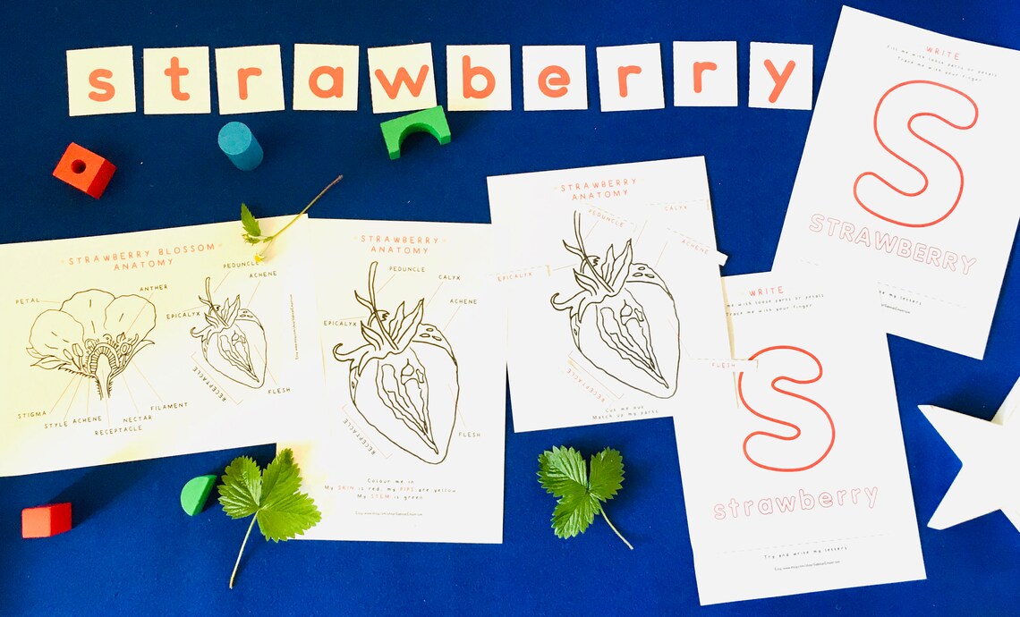 Strawberry Anatomy and Life Cycle Home Education Printable | Etsy