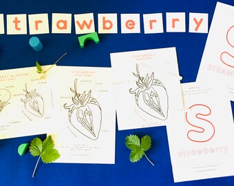 Strawberry Life Cycle Homeschool Nature Study Printable - Etsy UK
