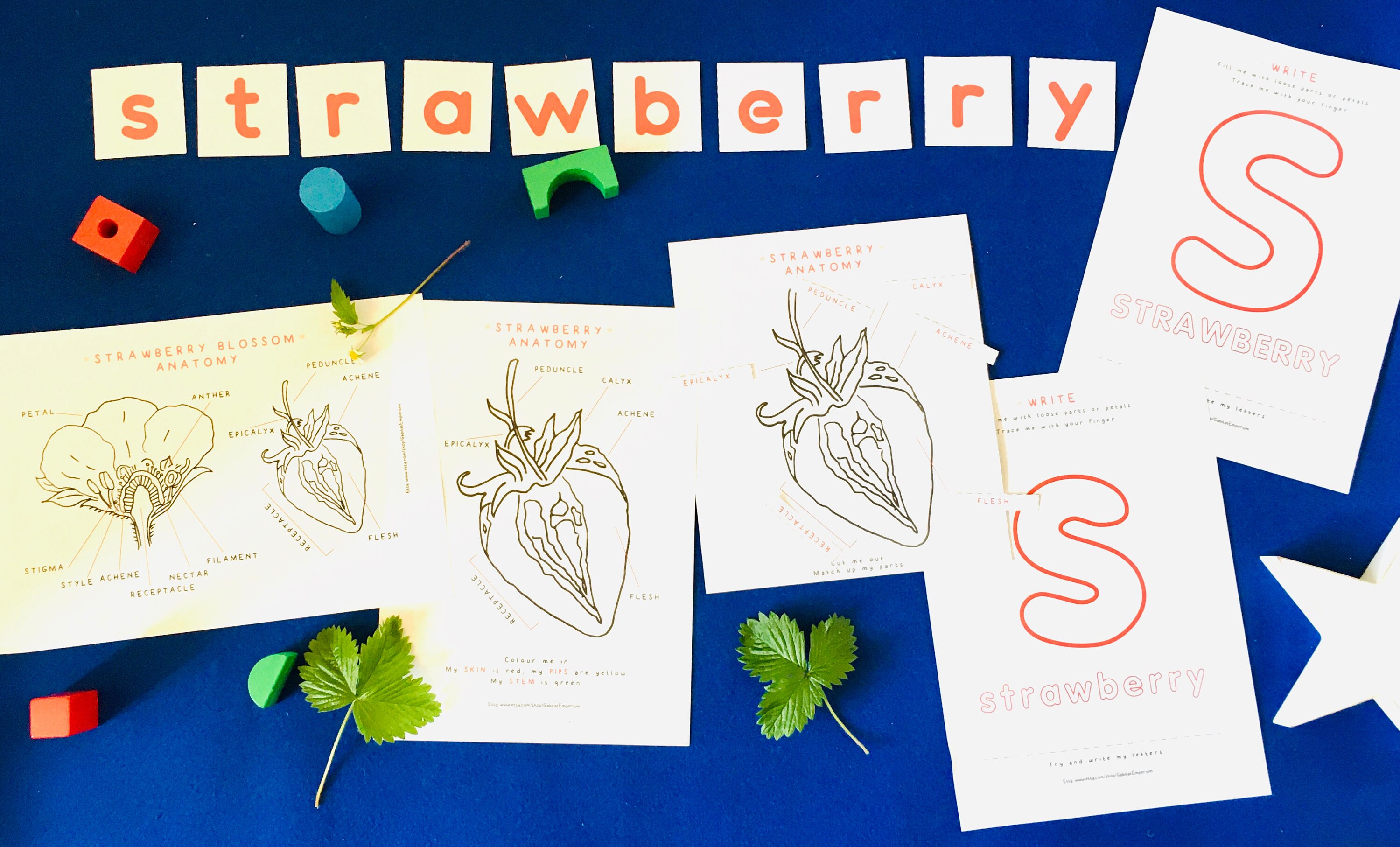 Strawberry Anatomy and Life Cycle | Home Education Printable ...