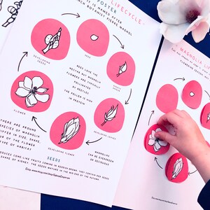 Magnolia Flower Lifecycle | Plant Lifecycle | Home School | Printable ...