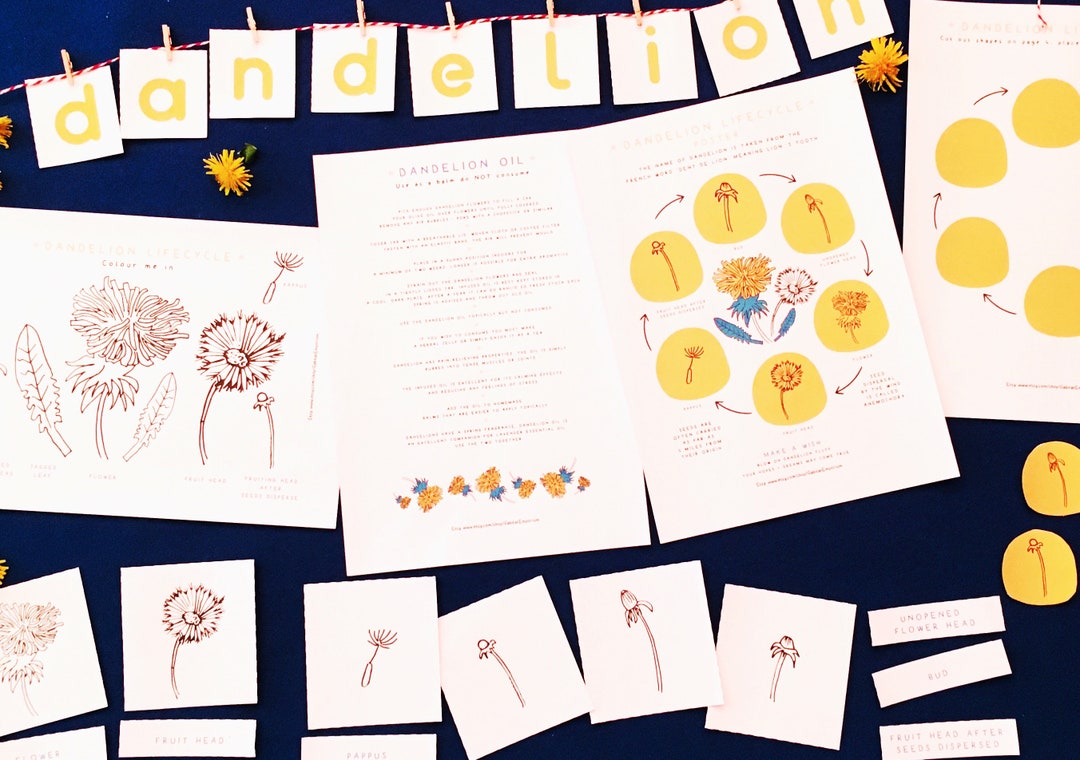 Dandelions | Dandelion Home School Printable | Education | Learning ...