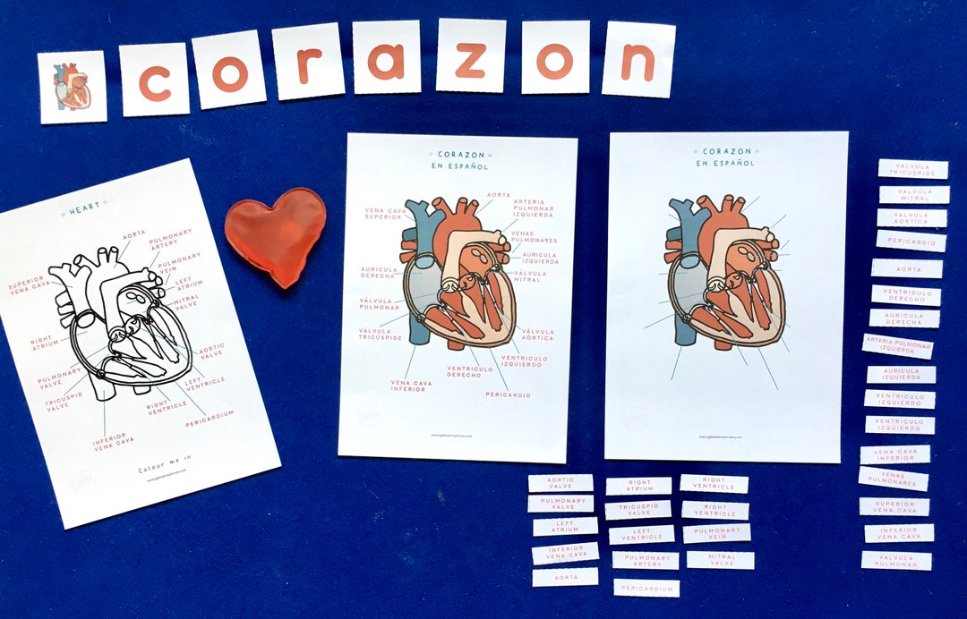 Heart Anatomy | Spanish and English Home Education Printable ...