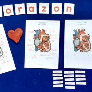 Heart Anatomy | Spanish and English Home Education Printable ...