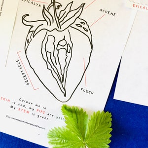 Strawberry Anatomy and Life Cycle | Home Education Printable ...