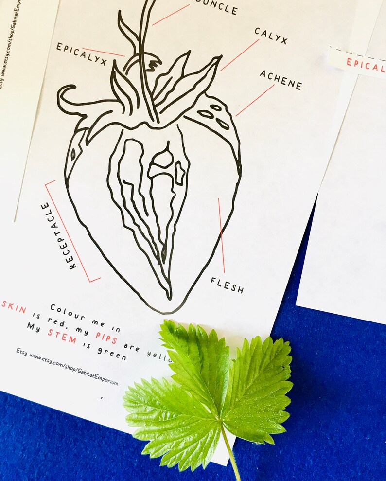 Strawberry Anatomy and Life Cycle Home Education Printable - Etsy