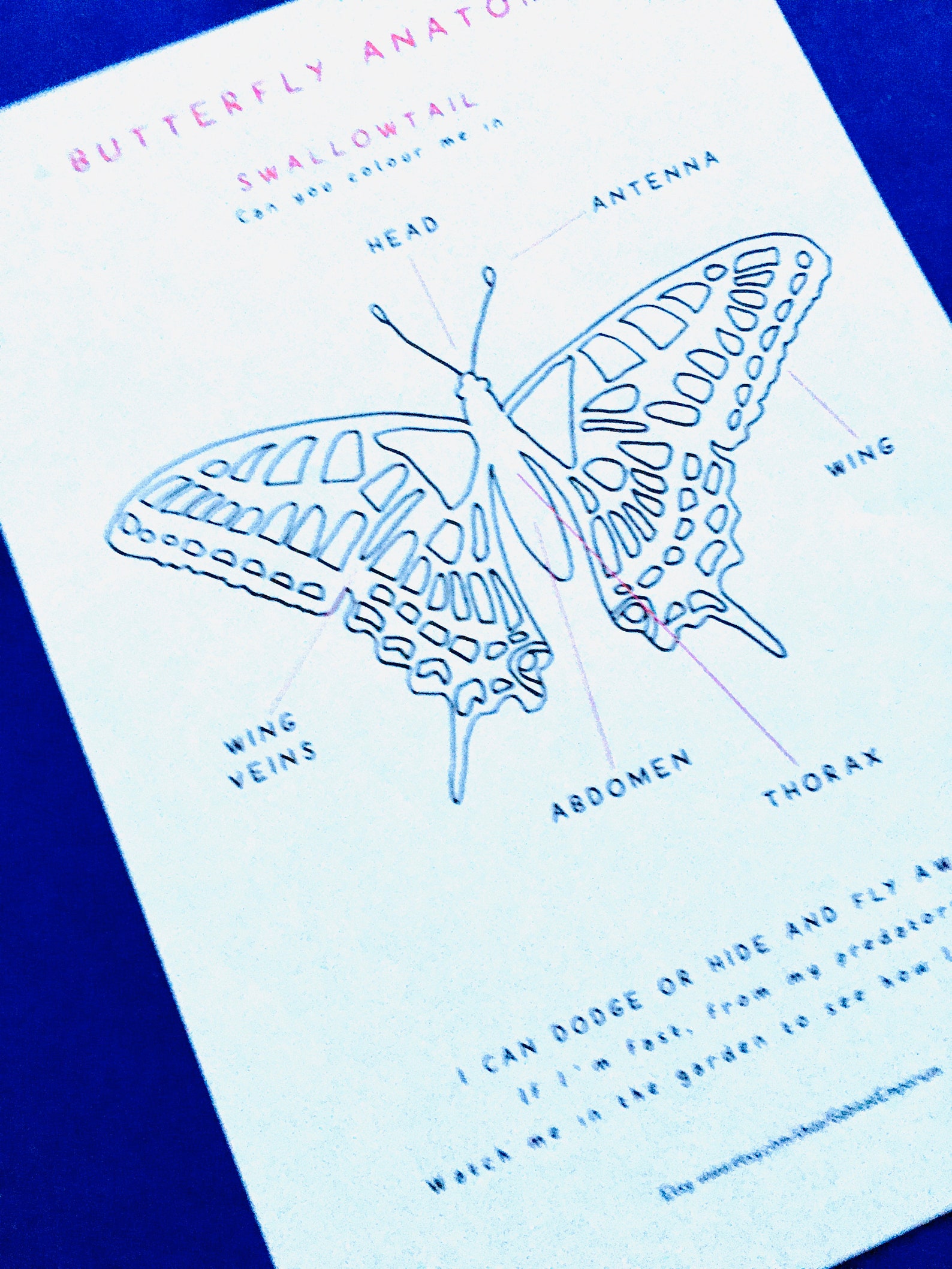 Butterflies Anatomy Printable Homeschooling Activities Insect Study ...