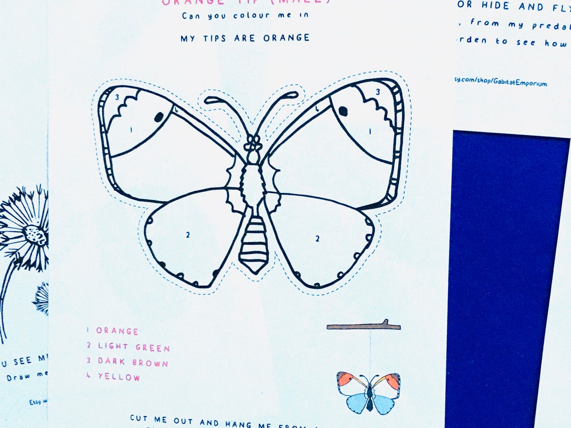Butterflies Anatomy Printable Homeschooling Activities Insect Study ...
