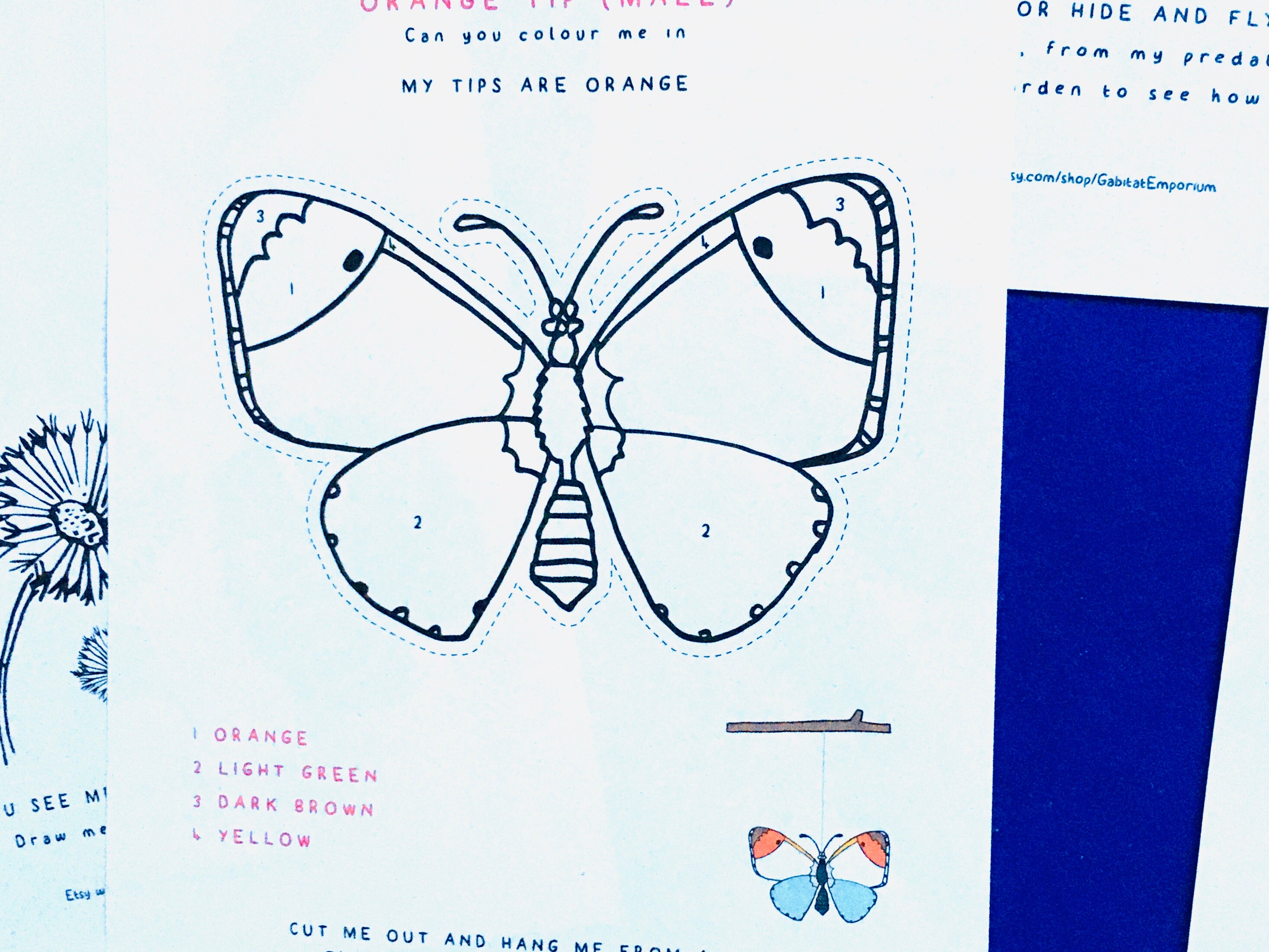 Butterflies Anatomy Printable | Homeschooling Activities | Insect Study ...