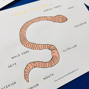 Minibeasts Printables Bundle | Insects Ladybird Worm Spider Grasshopper ...