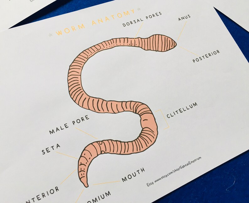 Minibeasts Printables Bundle Insects Ladybird Worm Spider Grasshopper ...