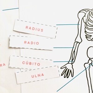 Spanish and English Skeletal Anatomy Home Education Learning Resource ...