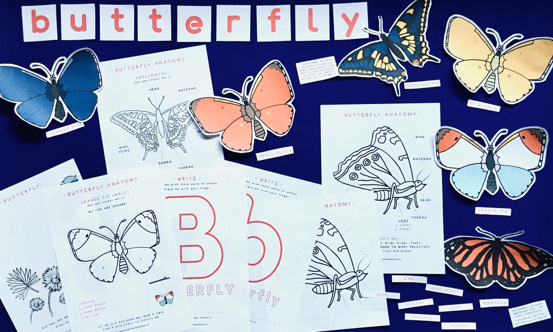 Butterflies Anatomy Printable | Homeschooling Activities | Insect Study ...