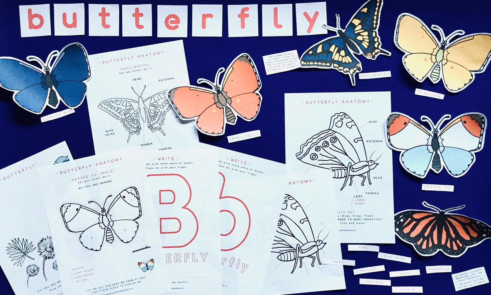Butterflies Anatomy Printable | Homeschooling Activities | Insect Study ...