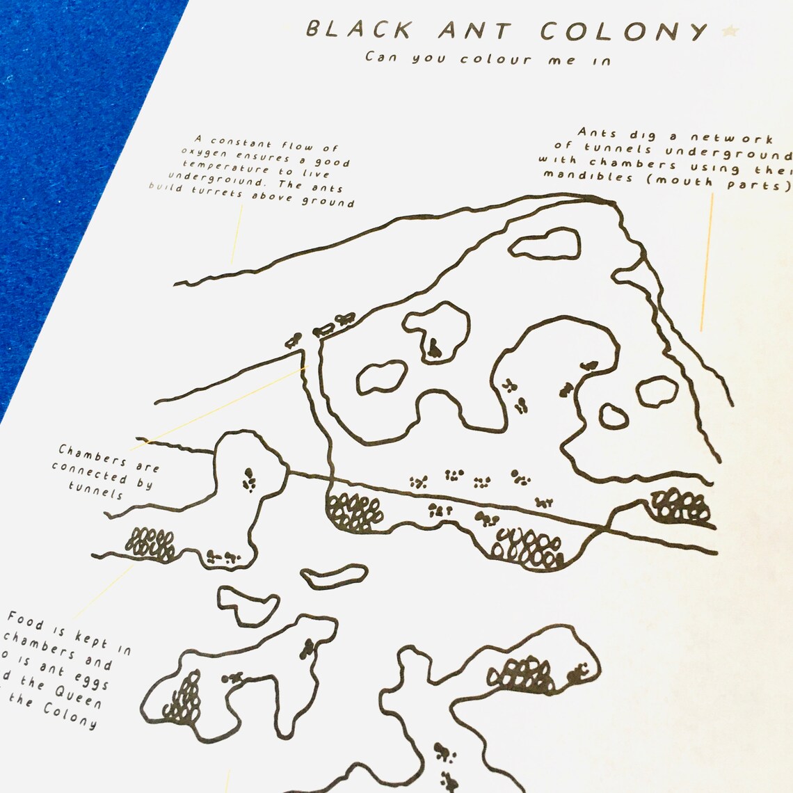 Black Garden Ant Anatomy Life Cycle - Etsy