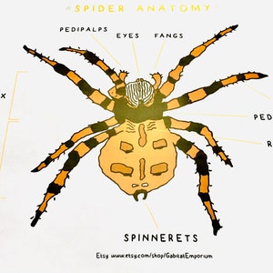 Minibeasts Printables Bundle | Insects Ladybird Worm Spider Grasshopper ...