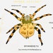 Minibeasts Printables Bundle | Insects Ladybird Worm Spider Grasshopper ...