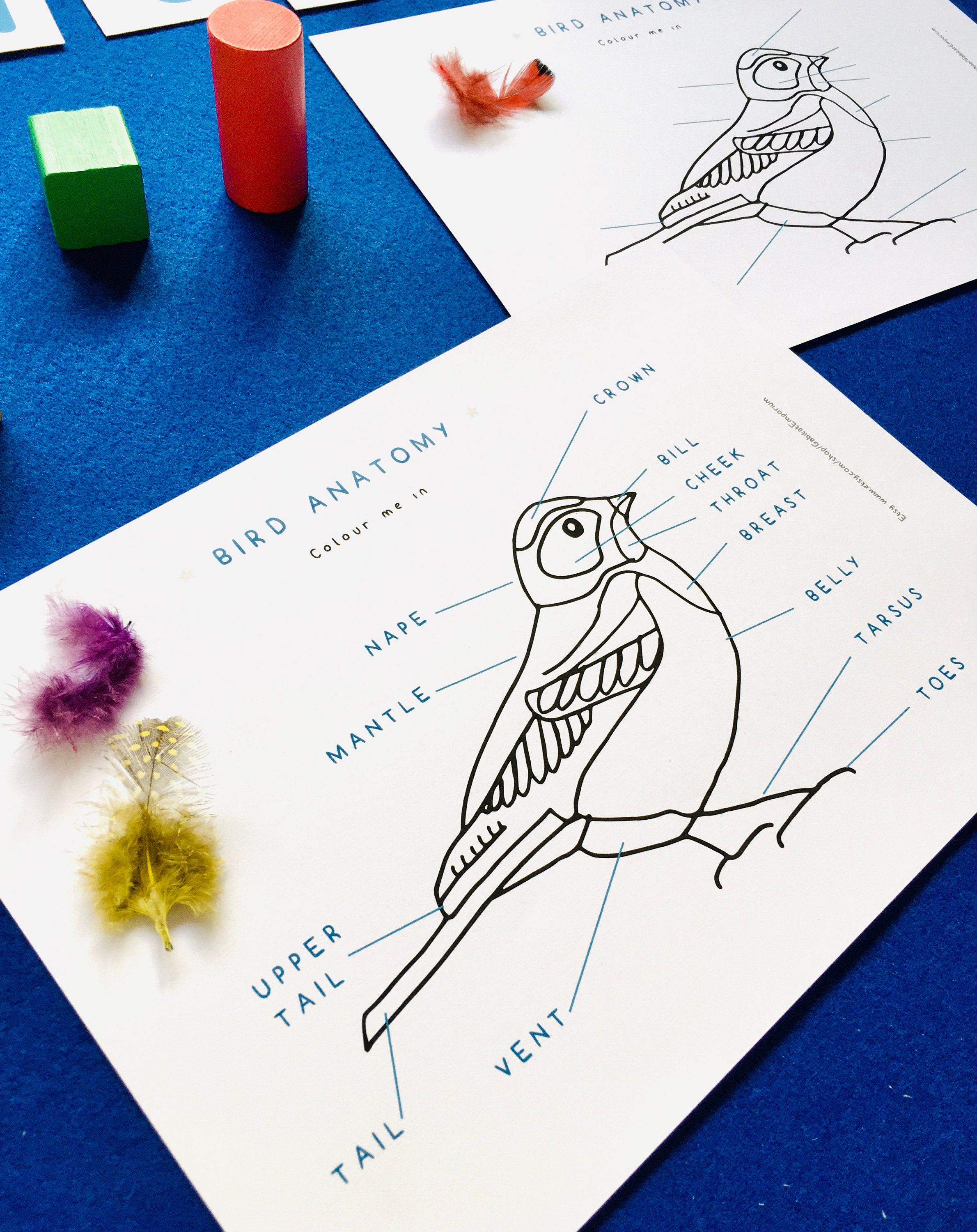 Bird Anatomy | Bird Colouring in Printable | Home Schooling - Etsy