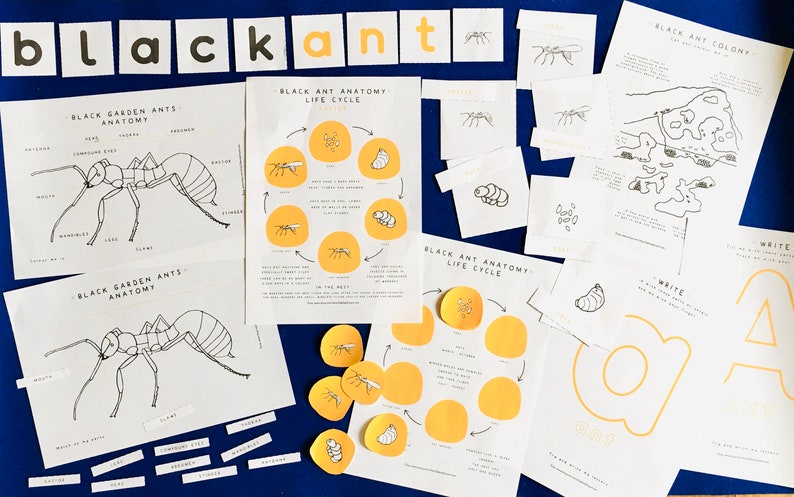Black Garden Ant Anatomy Life Cycle - Etsy
