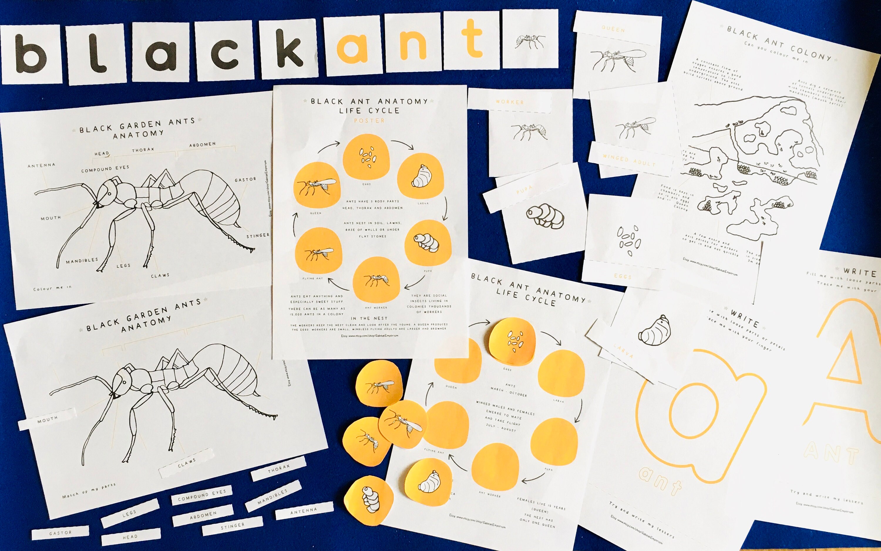 Black Garden Ant Anatomy Life Cycle - Etsy