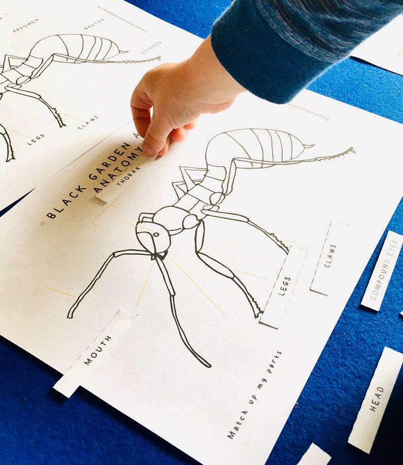 Black Garden Ant Anatomy Life Cycle - Etsy