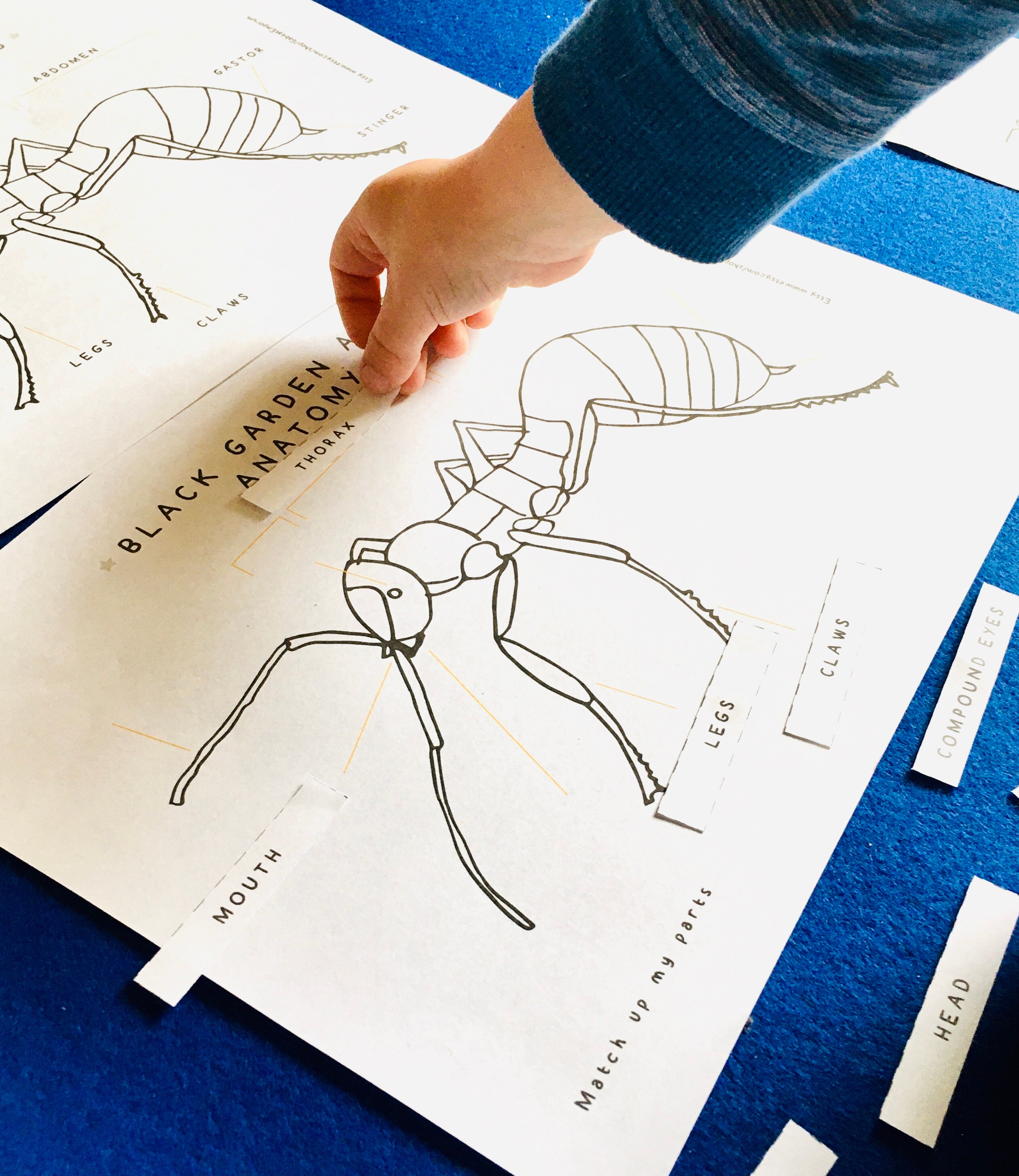 Black Garden Ant Anatomy Life Cycle - Etsy