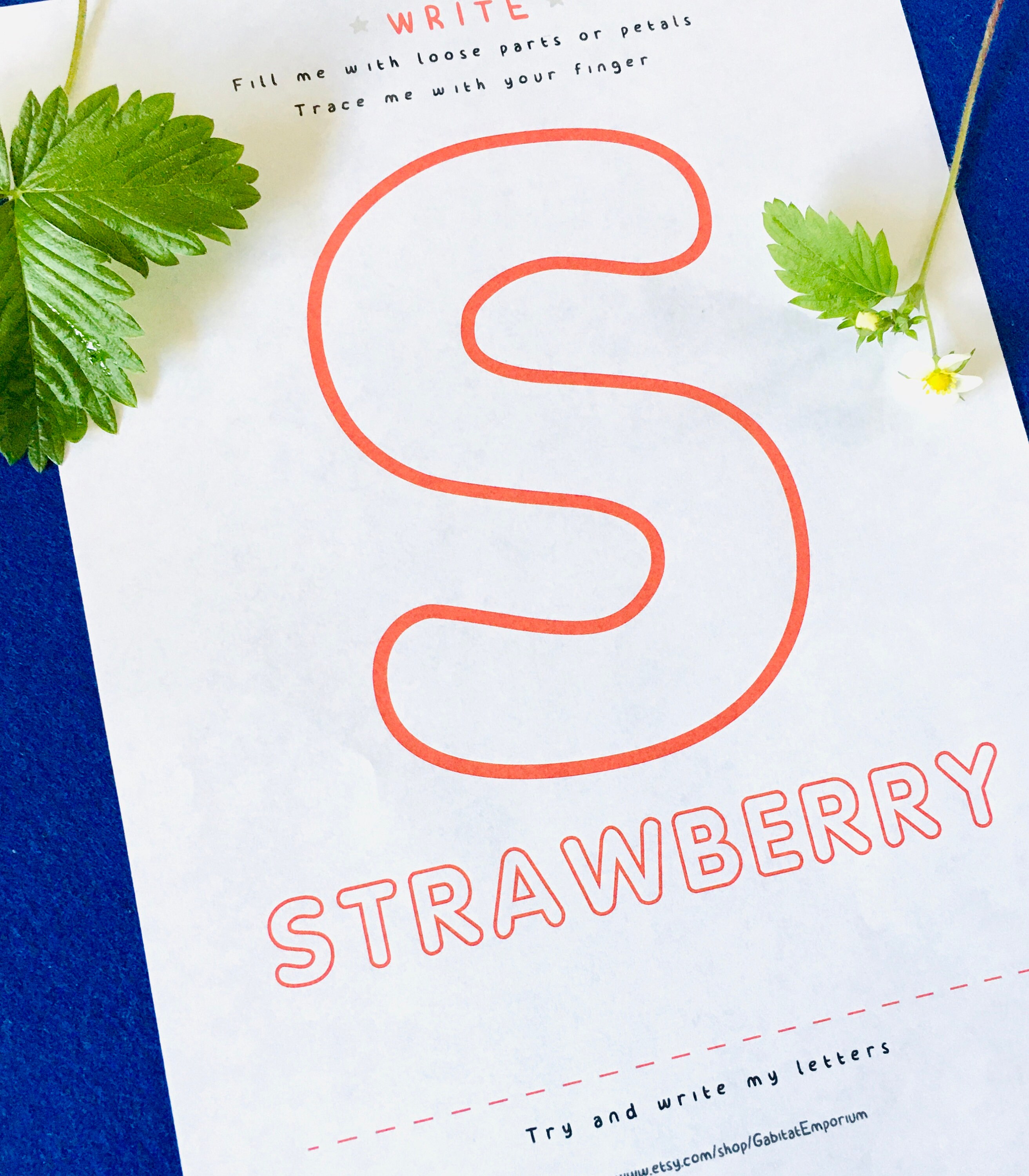 Strawberry Anatomy and Life Cycle | Home Education Printable ...