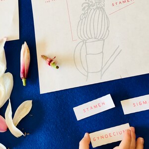 Magnolia Flower Anatomy | Home School Printable | Flower Learning ...